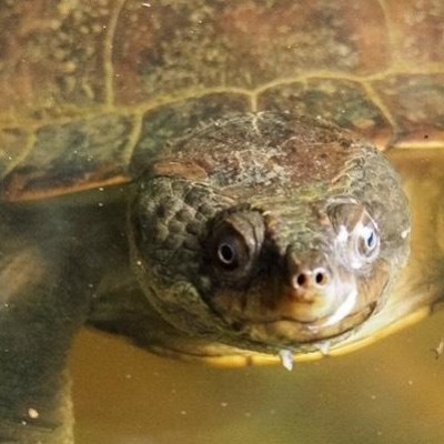 Kuranda Riverboat | Riverboat Tours on the Barron River, QLD